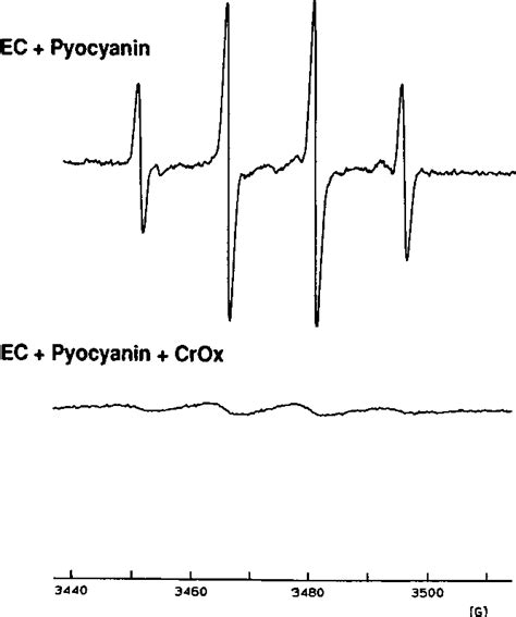 Figure 4 From Interaction Of The Pseudomonas Aeruginosa Secretory Products Pyocyanin And