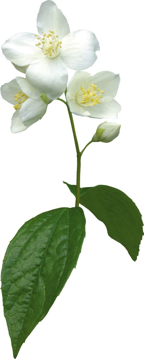 Цветы жасмина Кира скрап Png ПНГ клипарт на прозрачном фоне