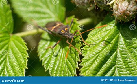 Assassin Bug On A Leaf Stock Image Image Of Leaf Bush 255113299