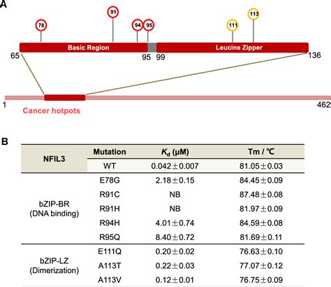 Figure 5 From Structural Basis For Specific Dna Sequence Recognition By The Transcription Factor