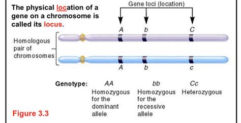 Ch 3 Chromosome Transmission During Cell Division And Sexual Reproduction Exam Two Flashcards
