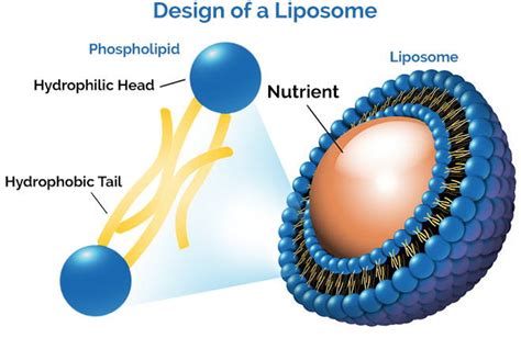 Why Liposomal Technology Is The Future Of Vitamins Amandean