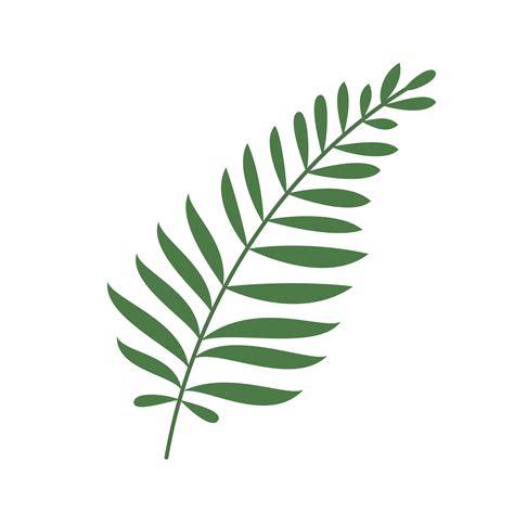Fern Leaf Isolated 17744752 Png