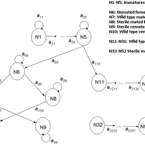 A Path Diagram Of The Transitions Of The Matrix Population Model