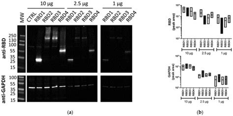 Comparison Of Automated And Traditional Western Blotting Methods