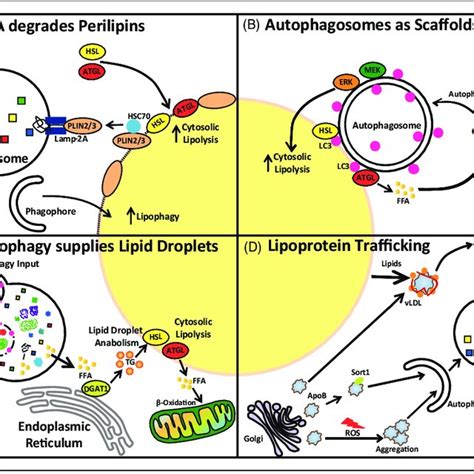 PDF Classical And Alternative Roles For Autophagy In Lipid Metabolism