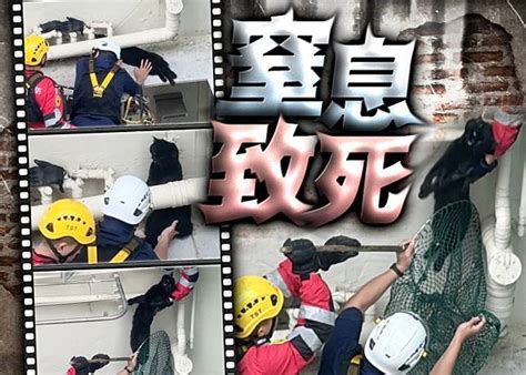 佐敦名種貓被困大廈外牆 消防救回證實死亡 Oncc 東網 Line Today
