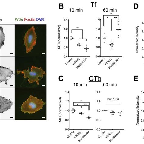 Inhibition Of Actomyosin Contractility Has A Major Effect On Cell Download Scientific Diagram