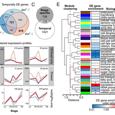 Dynamic Doublesex Expression Patterns Across Papilio Polytes Hindwing Download Scientific