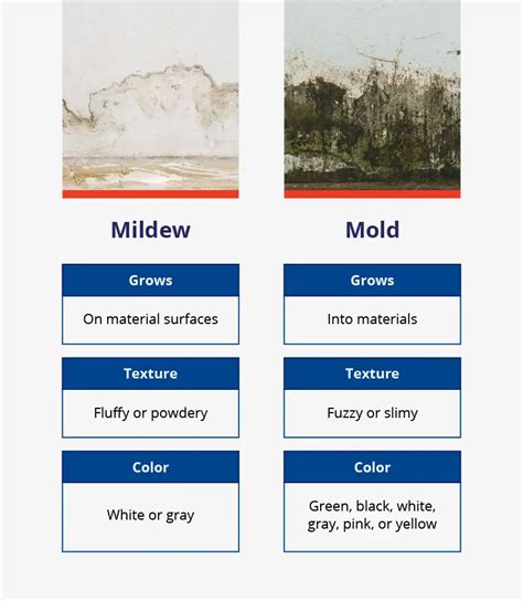 Mildew Vs Mold Whats The Difference