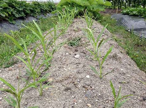 クウシンサイ空芯菜の栽培方法育て方のコツ やまむファーム Plants Plant Planets
