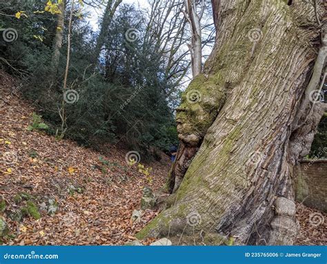 A Face In The Trunk Of A Tree With Babe Exploring Behind Stock Photo Image Of Green Park