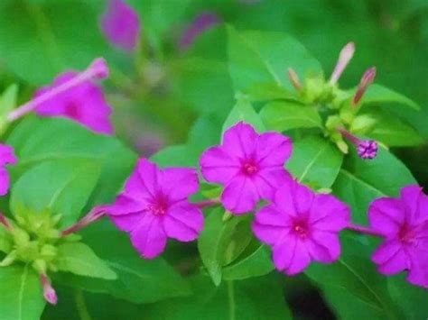 夜来香的花语和象征寓意 藤本月季网