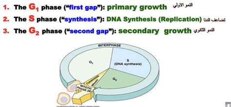 Chapter 11 Meiosis Cards Flashcards Quizlet