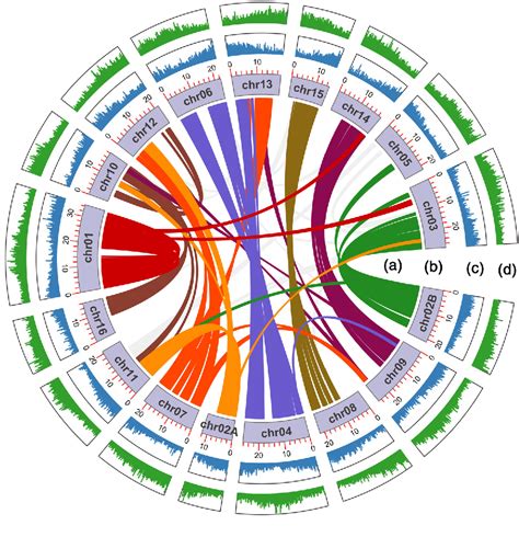 Table 1 From A Chromosome Level Amaranthus Cruentus Genome Assembly
