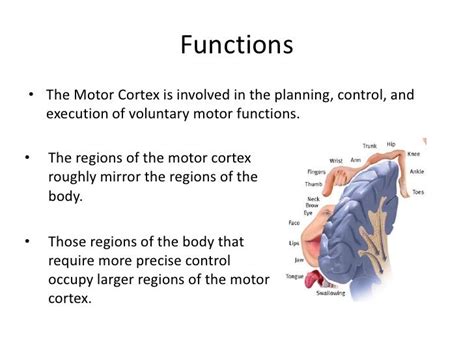 Motor Cortex Responsible For Sending Motor Commands To Muscles Of Somatic Nervous System