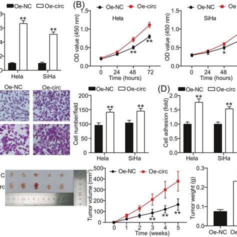 Circ0119412 Downregulation Suppressed Cervical Cancer Cell Malignant