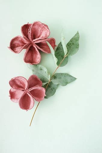 분홍색 마른 꽃과 파란색 배경에 유칼립투스 가지로 만든 꽃 구성 플랫 레이 상단 보기 복사 공간 0명에 대한 스톡 사진 및 기타