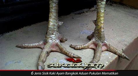 Jenis Sisik Ayam Bangkok Pemburu Soal Jawaban