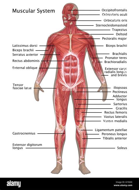 Muscular System Diagram No Labels