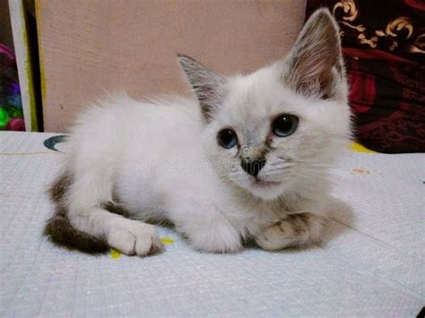 Cute Baby Kitten Stock Image Image Of Carnivore Wildcat