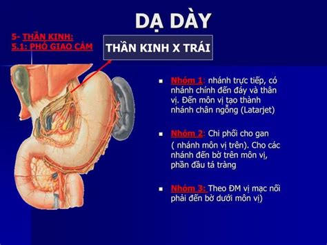 GIẢI PHẪU DẠ DÀY PDF