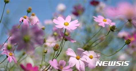 가을 색 나타내는 꽃과 하늘