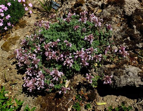 Dracocephalum Botryoides Lamiaceae