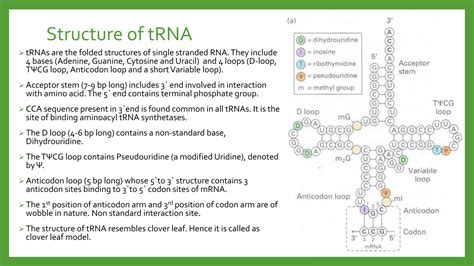 Wobble Hypothesis Pptx