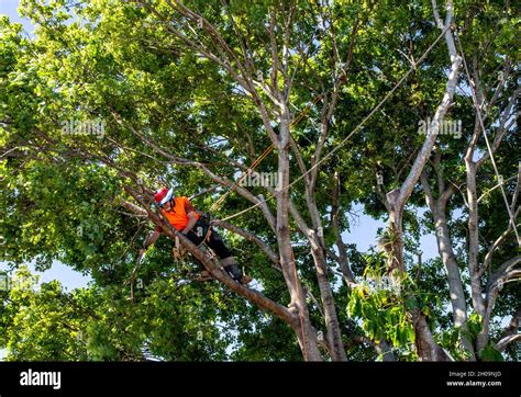 Man Wearing All Personal Protective Equipment PPE Cutting Down A Big Tree Stock Photo Alamy