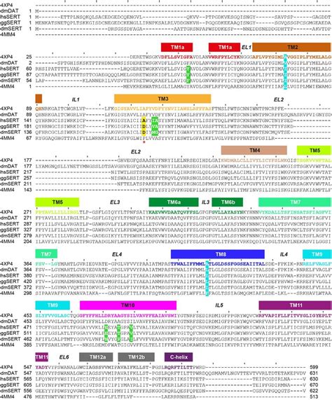 Structure Based Amino Acid Sequence Alignment Sert Amino Acid Download Scientific Diagram