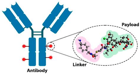Exploring Experimental And In Silico Approaches For Antibody Drug