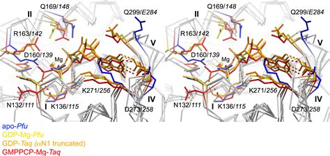 Pdf Structures Of The Signal Recognition Particle Receptor From The