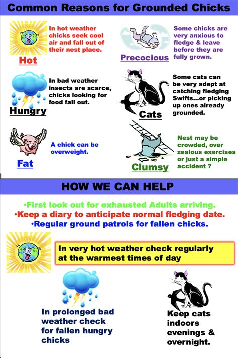 Grounded Swift Reasons Winchcombe Swift Support Group