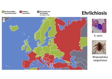 Introduction To Vector Borne Diseases Flashcards Quizlet