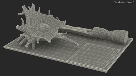 Human Neuron Model Cross Section On Stand 3d Model 49 3ds Blend