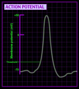 Action Potential Neuron Animation
