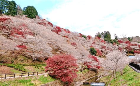 最新版愛知岐阜近郊 紅葉名所プチトリップ 29選 まとめて一挙大公開岐阜咲楽紅葉特集