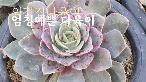 엄청예쁜 다육이희귀다육이만원부터~~외갓집다육이01093492302 Youtube