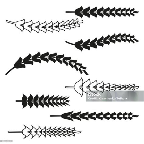 밀 스파이크 실루엣 흑백 디자인 다양한 모양 모음 농업 벡터 일러스트 레이 션입니다 검은색에 대한 스톡 벡터 아트 및 기타 이미지 검은색 겉껍질 곡초류 Istock