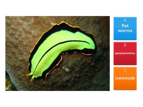 Platyhelminthes Quiz