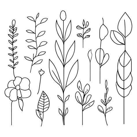 Scientific Plant Drawings
