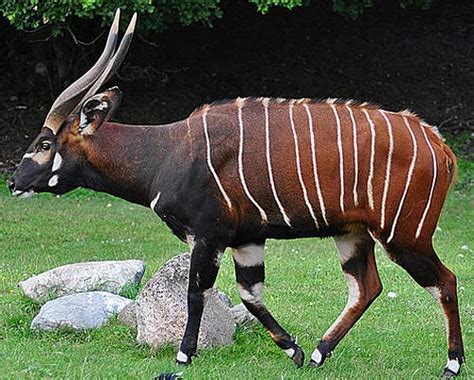 Female Bongo Antelope