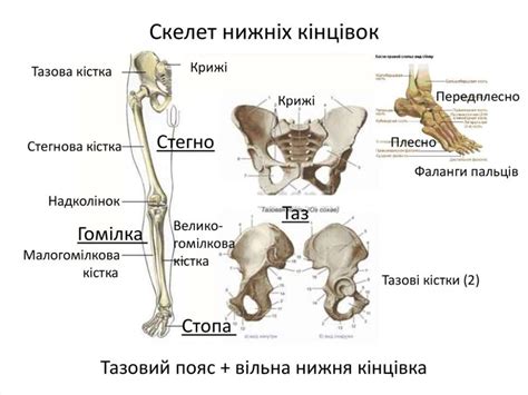 Осьовий скелет людини — склад будова функції