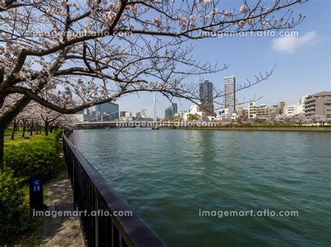 川沿いの桜が美しい毛馬桜之宮公園の春景色の写真素材 205990714 イメージマート