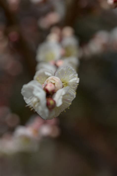 梅の香りが・・・ By Jingkou （id：9364409） 写真共有サイトphotohito