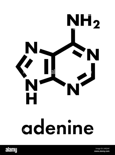 Adenine Structure