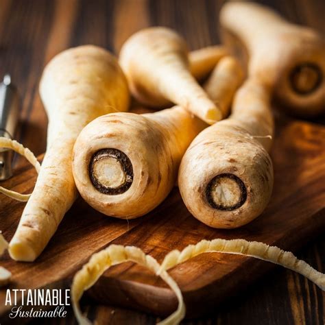 Growing Parsnips A Cool Weather Treasure Attainable Sustainable®