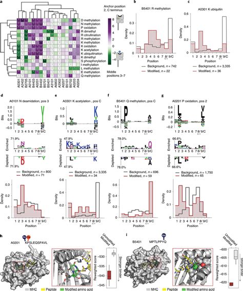 ptm driven hla motifs a a recognition area score was calculated download scientific diagram