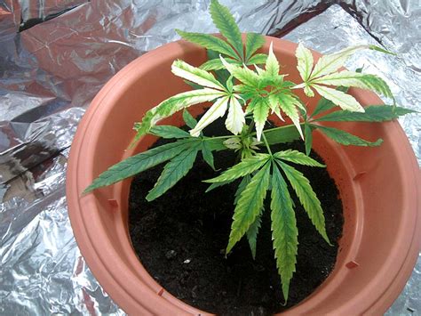 How To Identify And Fix Potassium Deficiency In Cannabis Plants